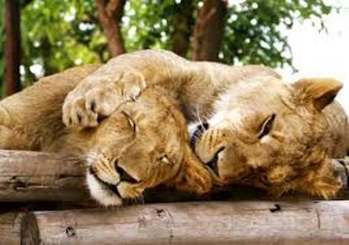 8 Facts About African Wildlife Fact File 8 Facts About African Wildlife Fact File