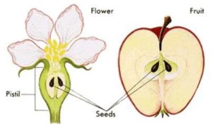 10 Facts about Angiosperms - Fact File