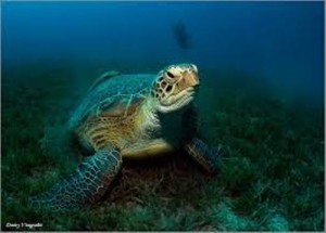 10 Facts about Aquatic Biomes - Fact File
