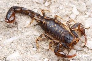 8 Facts about Arachnophobia - Fact File