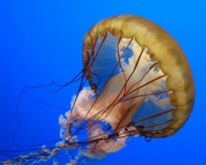 10 Facts about Aquatic Biomes - Fact File