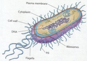 10 Facts about Archaebacteria - Fact File