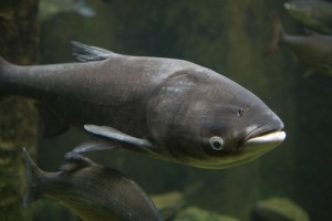10 Facts about Asian Carp - Fact File