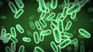 10 Facts about Bacteria - Fact File