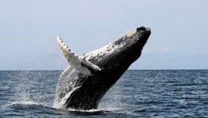 10 Facts about Baleen Whales - Fact File