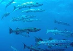 10 Facts about Barracudas - Fact File