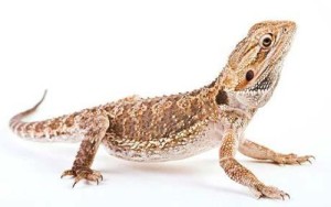10 Facts about Bearded Dragons - Fact File
