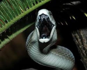 10 Facts about Black Mambas - Fact File