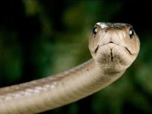 10 Facts about Black Mambas - Fact File