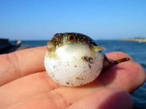 10 Facts about Blowfish - Fact File