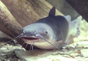 10 Facts about Blue Catfish - Fact File