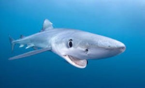 10 Facts about Blue Sharks - Fact File