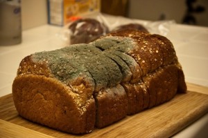 10 Facts about Bread Mold - Fact File