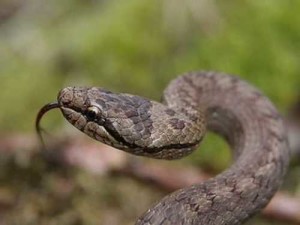 10 Facts about British Snakes - Fact File
