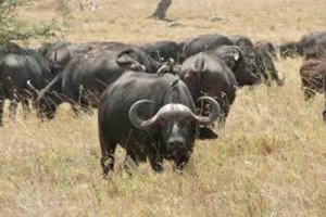 10 Facts about Cape buffalo - Fact File