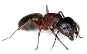 10 Facts about Carpenter Ants - Fact File