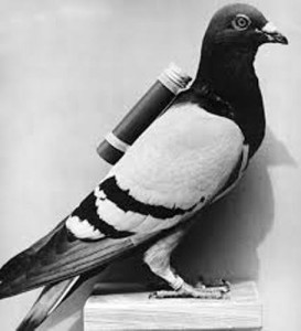 10 Facts about Carrier Pigeons - Fact File
