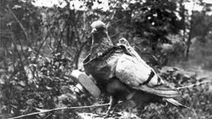 10 Facts about Carrier Pigeons - Fact File