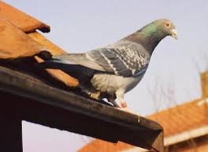 10 Facts about Carrier Pigeons - Fact File