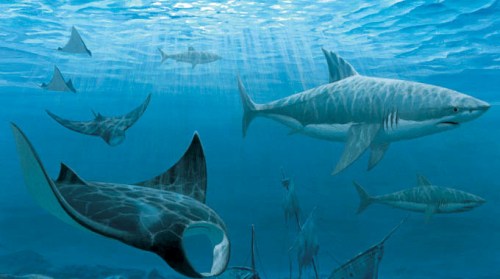 10 Facts About Cartilaginous Fish Fact File 10 Facts About Cartilaginous Fish Fact File