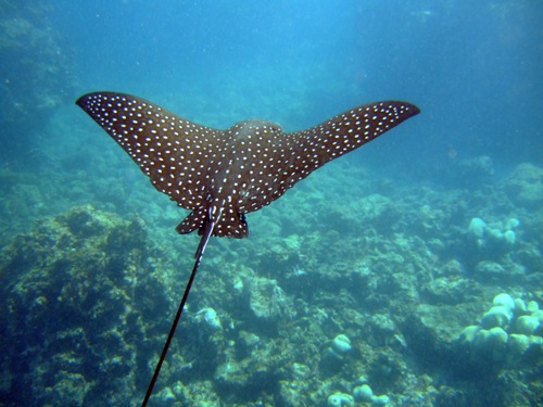 10 Facts About Cartilaginous Fish Fact File 10 Facts About Cartilaginous Fish Fact File