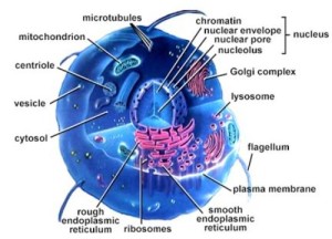 10 Facts about Cell Structure and Function - Fact File