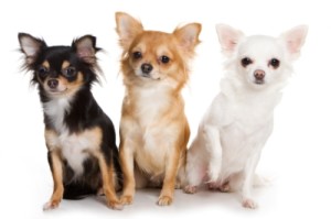 10 Facts about Chihuahuas - Fact File