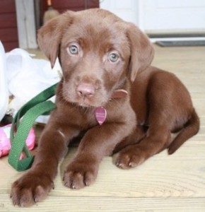 10 Facts about Chocolate Labs - Fact File