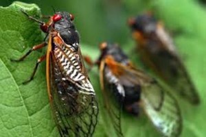 10 Facts about Cicadas - Fact File