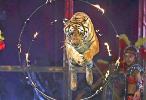 10 Facts about Circuses - Fact File