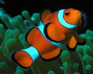 10 Facts about Clownfish - Fact File