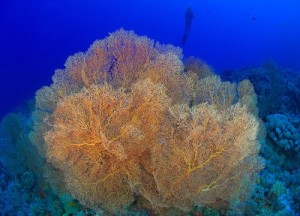 10 Facts about Coelenterates - Fact File