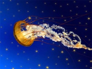 10 Facts about Coelenterates - Fact File