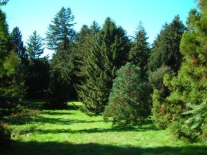 10 Facts about Conifers - Fact File