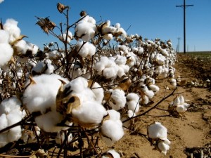 10 Facts about Cotton - Fact File