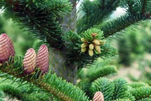 10 Facts about Coniferous Trees - Fact File