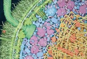 10 Facts about David Goodsell - Fact File