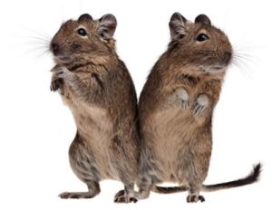 10 Facts about Degus - Fact File