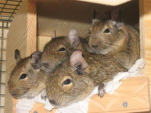 10 Facts about Degus - Fact File