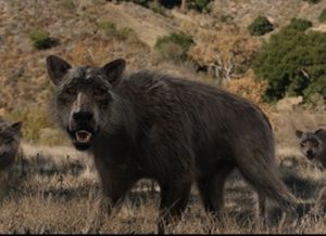 10 Facts about Dire Wolves - Fact File