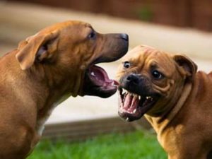 10 Facts about Dog Fighting - Fact File