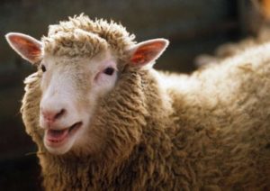 10 Facts about Dolly the Sheep - Fact File
