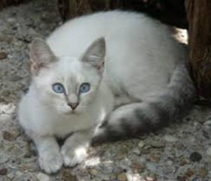 10 Facts About Domestic Cats Fact File