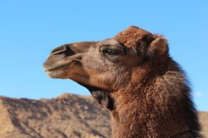 10 Facts about Dromedary Camels - Fact File