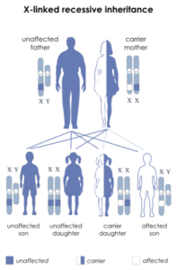 10 Facts about Duchenne Muscular Dystrophy - Fact File