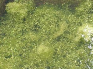 10 Facts about Duckweed - Fact File