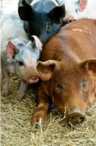 10 Facts about Duroc Pigs - Fact File