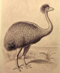 10 Facts about Elephant Birds - Fact File