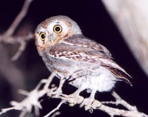 10 Facts about Elf Owls - Fact File